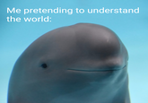 Smiling Dolphin | Know Your Meme