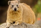 Hyraxes | Know Your Meme