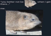 Hyraxes | Know Your Meme