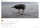 Pūkeko | Know Your Meme