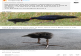 Pūkeko | Know Your Meme