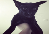 December 23rd, 2024 GIPHY post by @Nate Richardson | Larry the Cat ...
