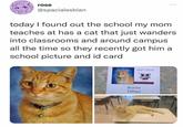 Uni the cat | Cats | Know Your Meme