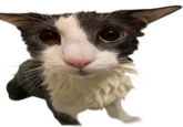 splendid soggy cat | Soggy Cat | Know Your Meme