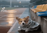 Kicking Corgi AI Video | Know Your Meme