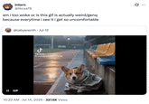 GIF of Corgi Dog Getting Kicked (AI) | Know Your Meme