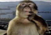 Thinking Monkey | Know Your Meme