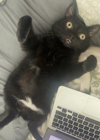 Jinx the Cat: Image Gallery | Know Your Meme