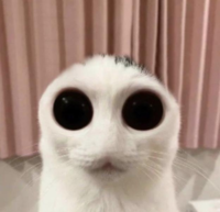 Alien Cat: Image Gallery | Know Your Meme