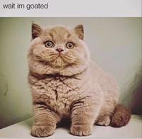 Wait I'm Goated: Image Gallery | Know Your Meme