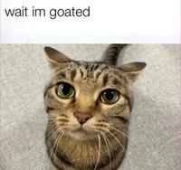 Wait I'm Goated: Image Gallery | Know Your Meme