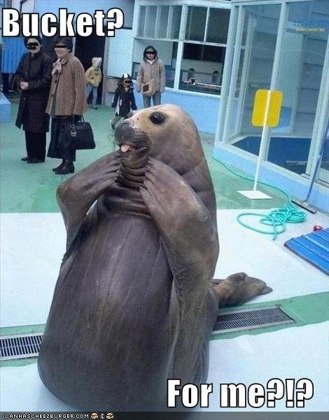 [Image - 501] | Lolrus | Know Your Meme