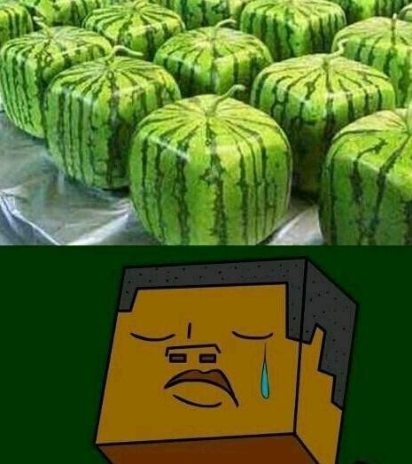 [Image - 541113] | Sheeeit | Know Your Meme