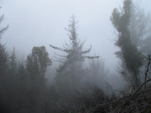 SCP-416 "Infinite Forest" | SCP Foundation | Know Your Meme