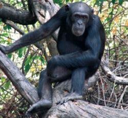 scp 397 | SCP Foundation | Know Your Meme