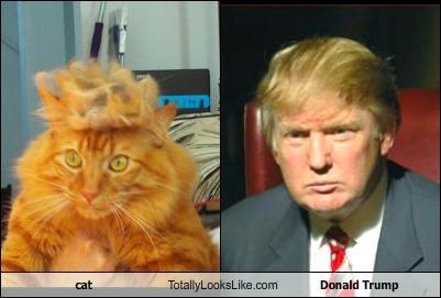 Donald Trump/Cat Comparison | Trump Your Cat | Know Your Meme