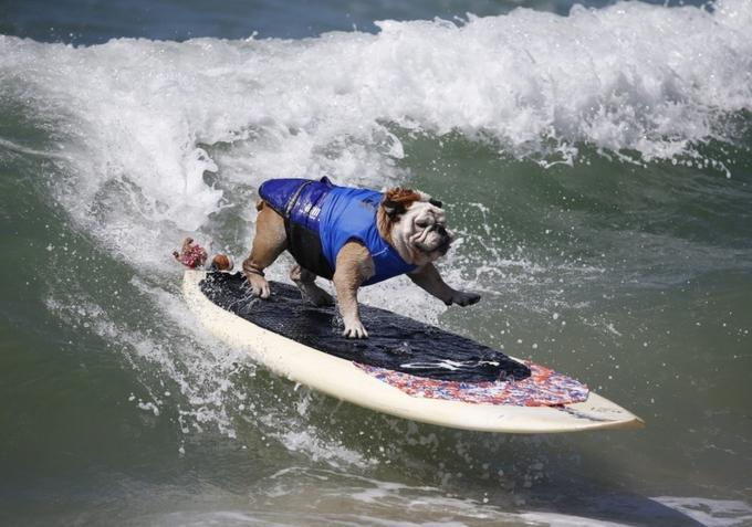 Tillman Riding a Wave in Huntington Beach, California | Tillman the ...