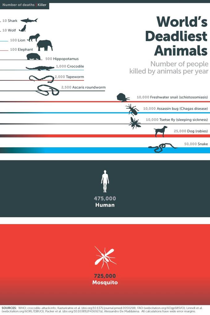 World's Deadliest Animals | Animals | Know Your Meme