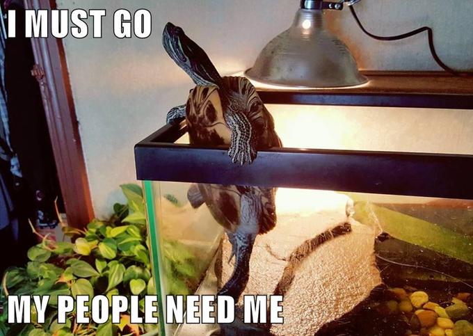 Turtle Must Go | I Must Go | Know Your Meme