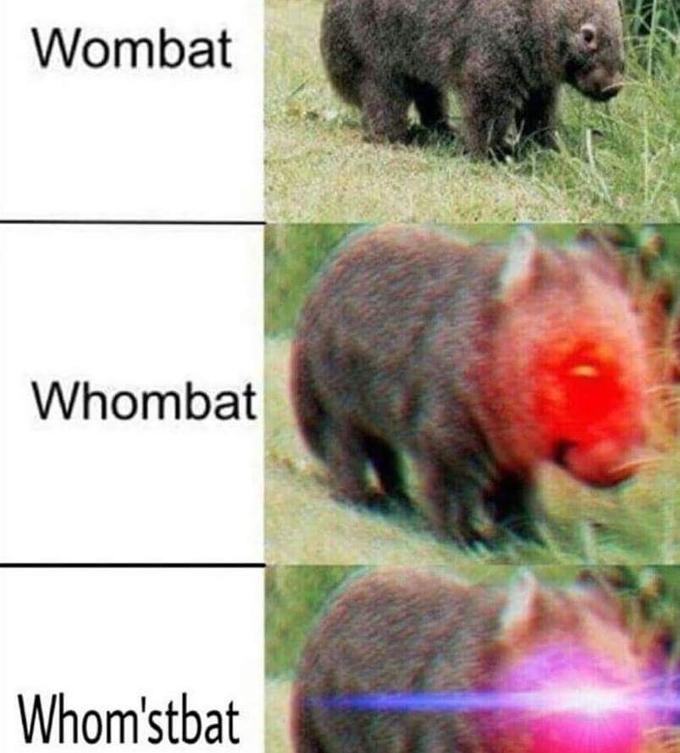 wombat | Whomst | Know Your Meme
