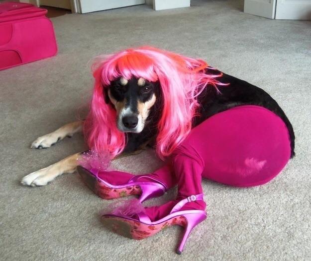 Hmmm Dog Wig r Hmmm Know Your Meme Hmmm Dog Wig r Hmmm Know Your Meme