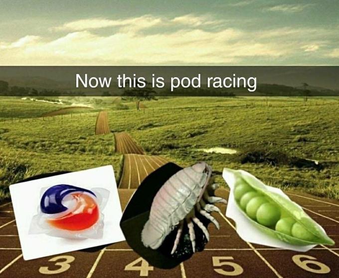 Pod Racing | Isopods | Know Your Meme