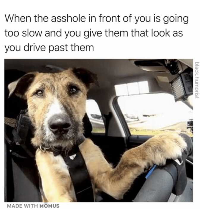 Driving dog give "the look" | Dogs | Know Your Meme