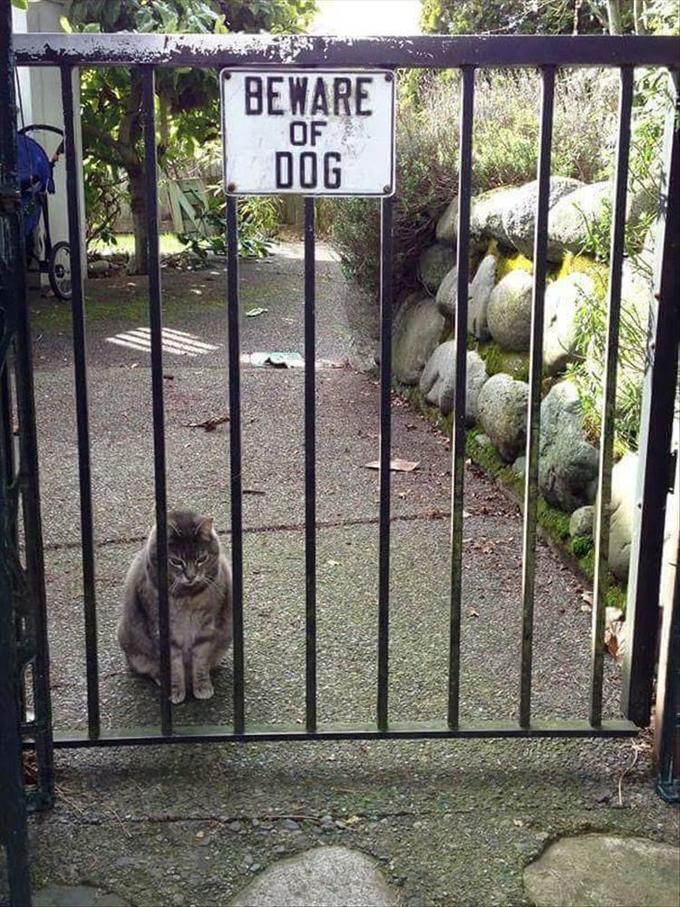 Beware of dog | Cats | Know Your Meme