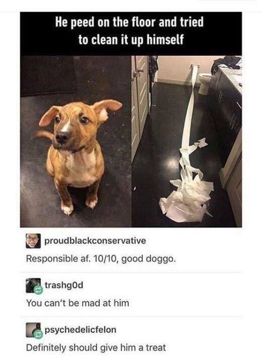 Good boy with good hygiene | Dogs | Know Your Meme