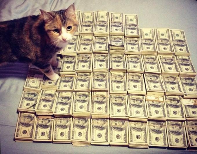 I brought the cash, you got the catnip? | Cats | Know Your Meme