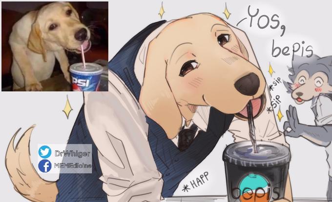 Funny dog eats a Bepis | Beastars | Know Your Meme