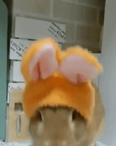 Adorable Bunnies Gif