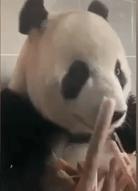 Red Panda Eating Gif