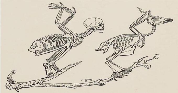 Skeletons | Science Diagrams That Look Like Shitposts | Know Your Meme
