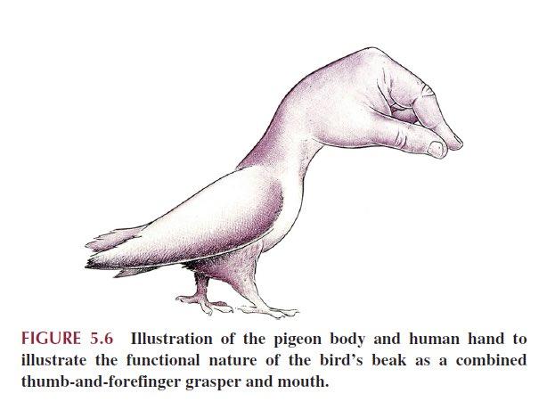Illustration of the Pigeon Body and Human Hand | Know Your Meme