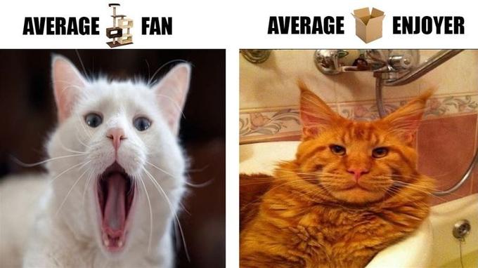 Boxes beat condos | Average Fan vs. Average Enjoyer | Know Your Meme