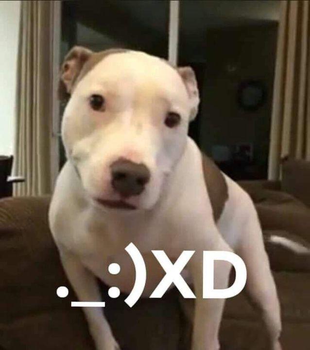 XD | Maddy the Pitbull / Perro ._.XD | Know Your Meme