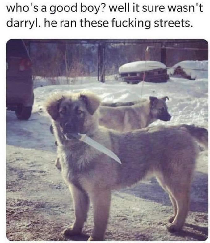 No one messes with Darryl | Dogs | Know Your Meme