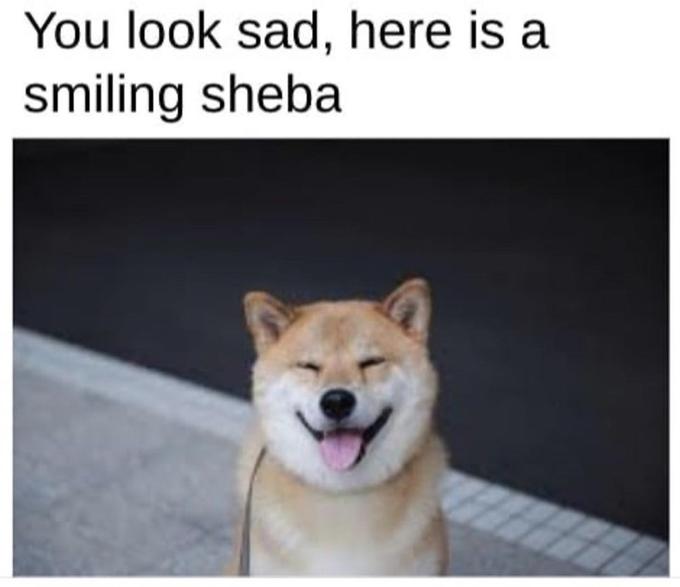 Ahh that's better | Shiba Inus / Shibes | Know Your Meme