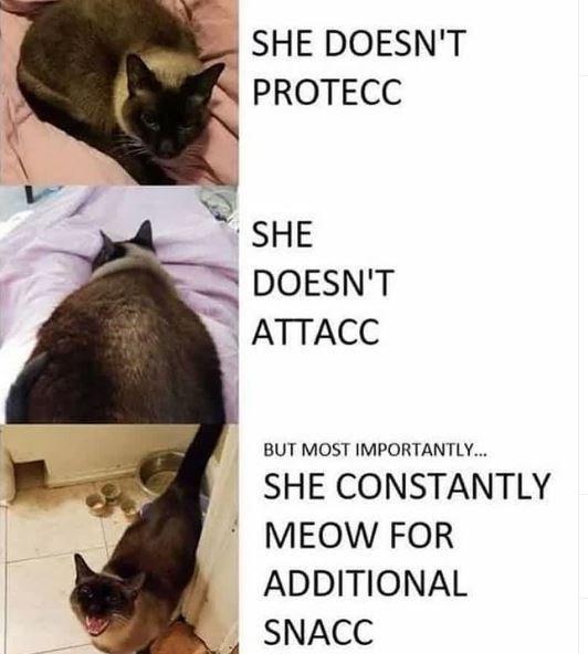 Give me snacc hooman | Cats | Know Your Meme