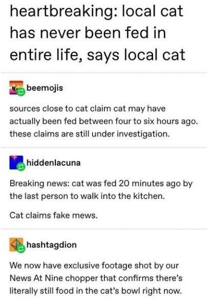 It's a modern day tragedy | Cats | Know Your Meme