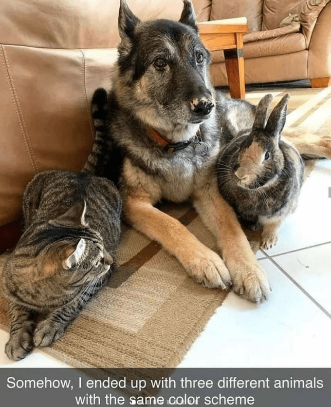 Well, they're all part of the same family | Animals | Know Your Meme