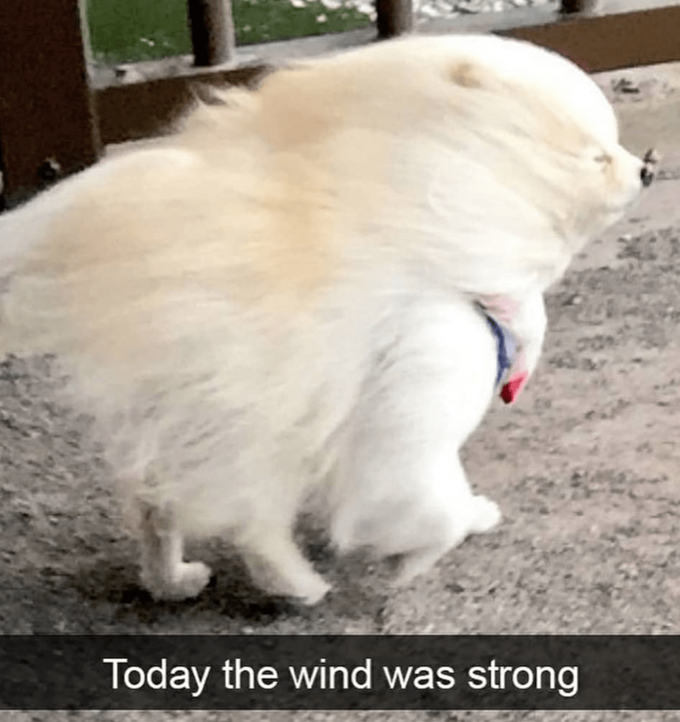 A fierce wind blew | Dogs | Know Your Meme