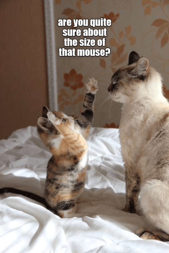 It was THAT big? | Cats | Know Your Meme