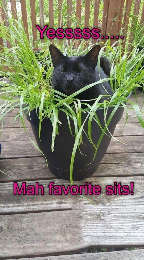 Right in the middle of your favorite plant | Know Your Meme