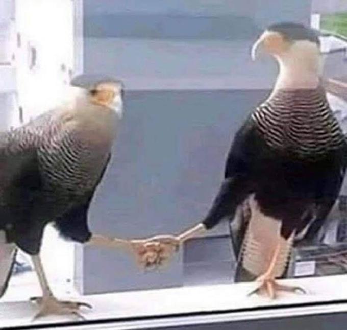 Good doing business with you | Birds | Know Your Meme