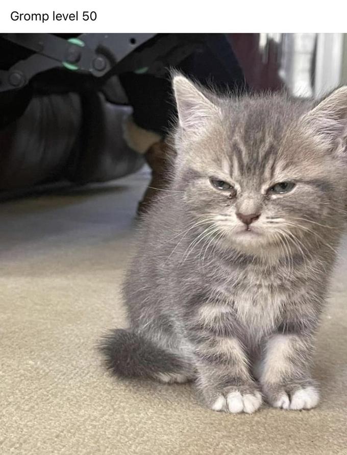 So grompy | Cats | Know Your Meme
