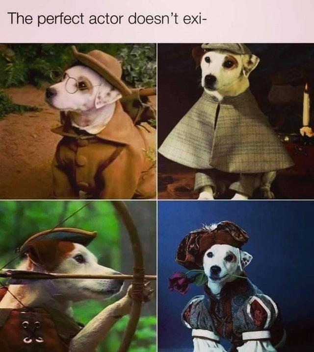 The range, the talent | Dogs | Know Your Meme