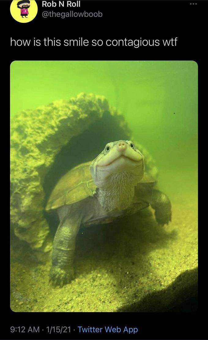 OK that is one adorable smile | Animals | Know Your Meme