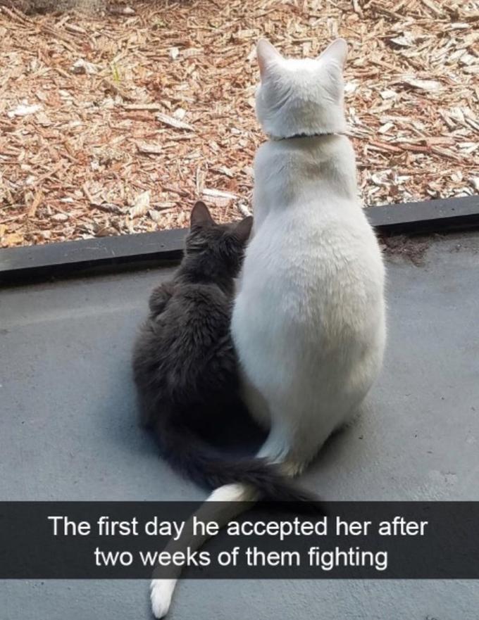 That is so sweet I'm crying | Cats | Know Your Meme